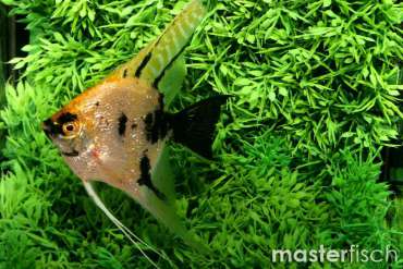 Skalare - Süsswasserfische für Ihr Aquarium kaufen - Aquaristik shop ...